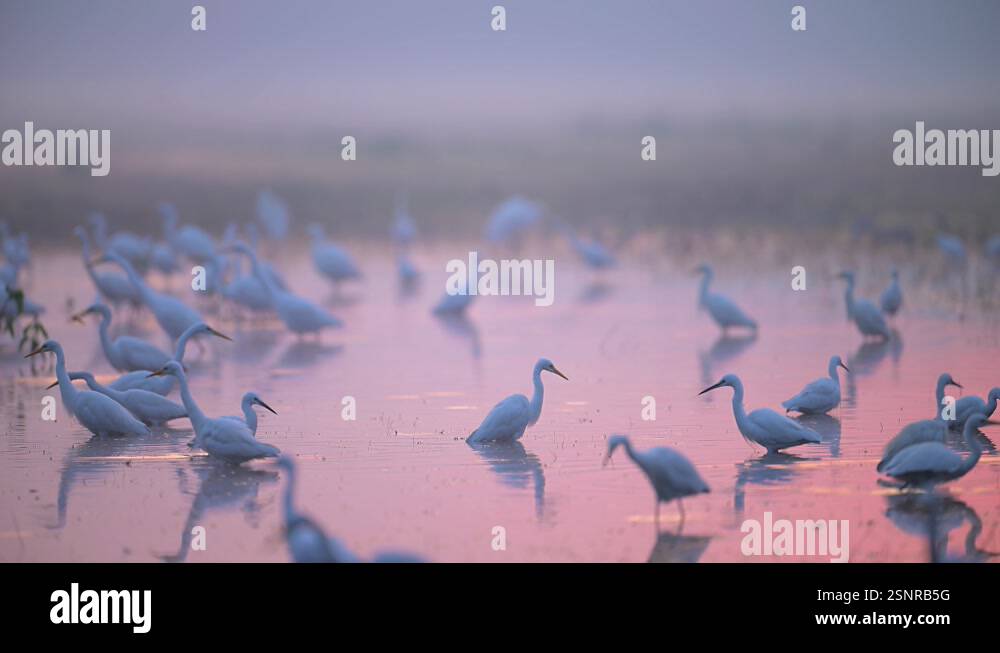 A large flock of white egrets gathers at the waters edge during a misty ...