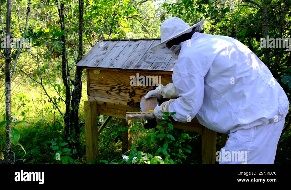 beekeeper using smoke gun preparing beehive to be opened for honey ...