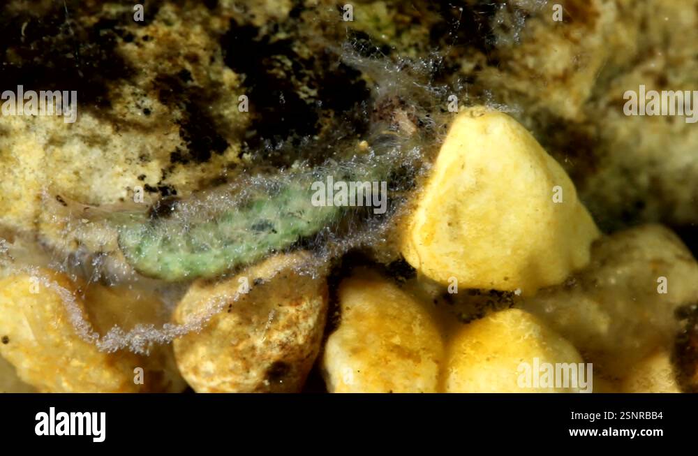 Caddisfly larva (Hydropsyche sp.) underwater in a trout stream, macro ...