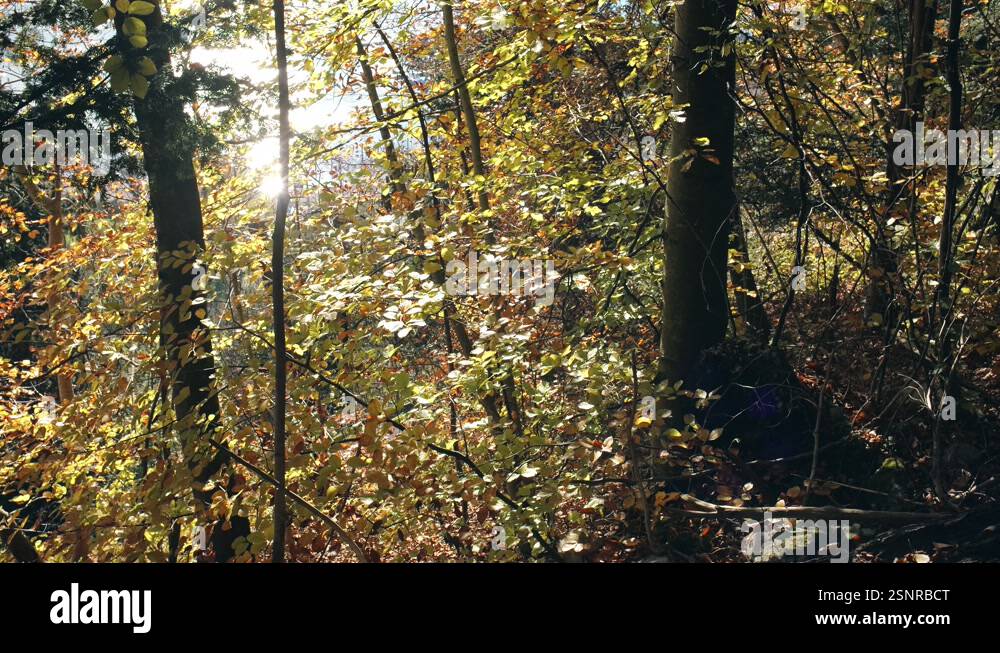 A Swiss forest with tree branches swaying in the wind and sunlight ...
