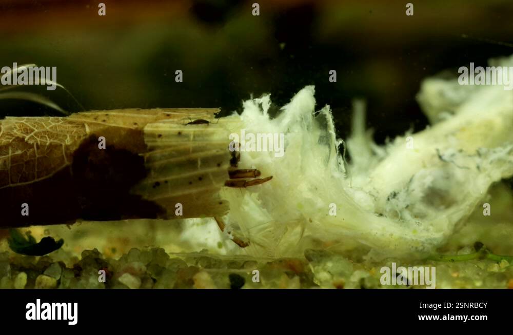 Caddisfly larva (Limnephilus sp.) underwater in a pond, feeding on the ...