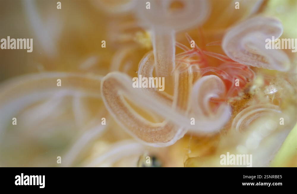 Worm Polychaeta Neoamphitrite figulus, family Terebellidae under a ...