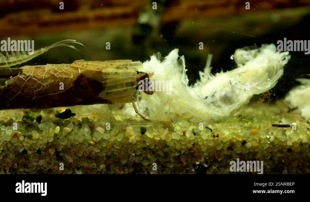 Caddisfly larva (Limnephilus sp.) underwater in a pond, feeding on the ...