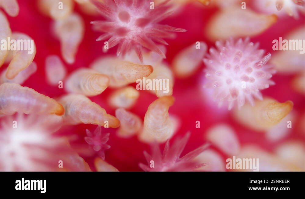 Starfish Crossaster papposus under microscope, phylum Echinodermata ...
