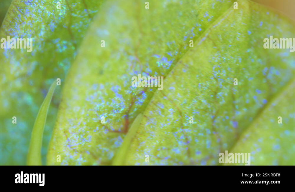Epitoky form worm Polychaeta Nereis virens under microscope, family ...