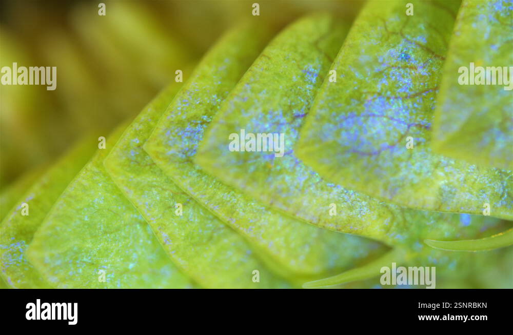 Epitoky form worm Polychaeta Nereis virens under microscope, family ...