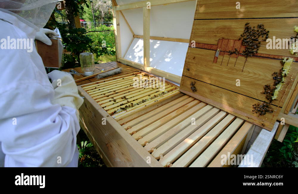 Beekeeper gentle pull up frame or screen full of honeycombs and ...