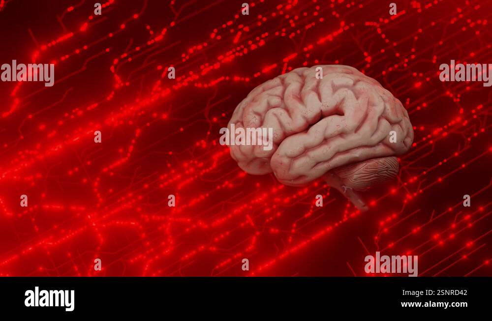Human brain model with glowing red neural connections on a dynamic ...