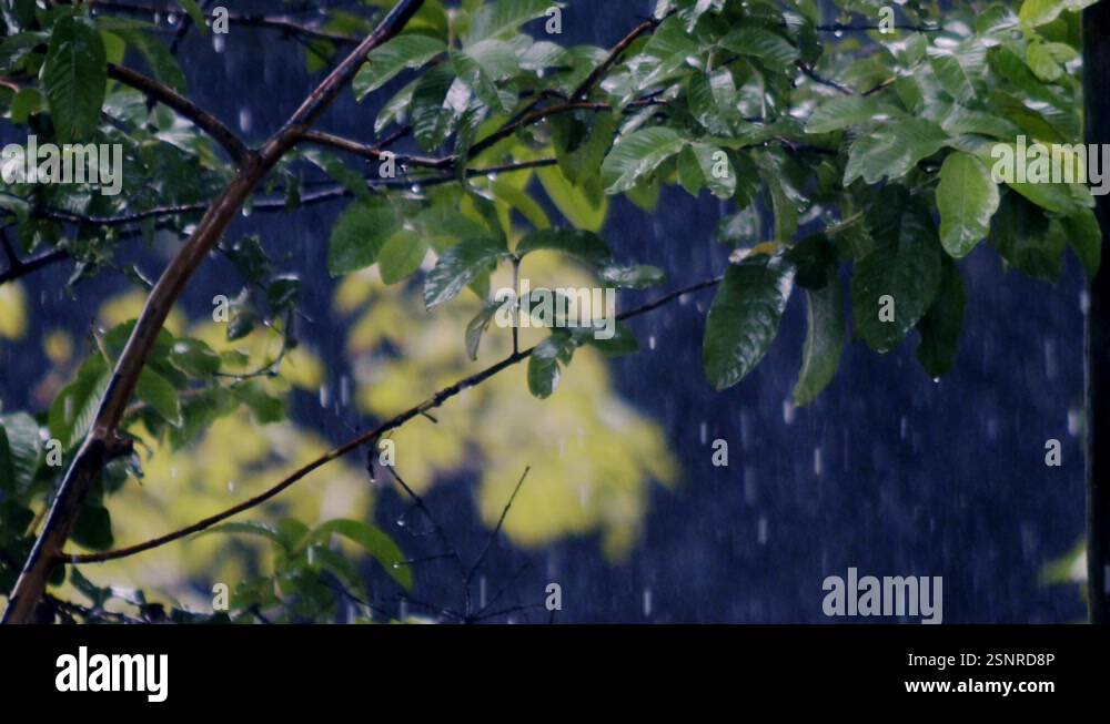 Seasonal deluge, wet environments, meteorology, splattering motion ...