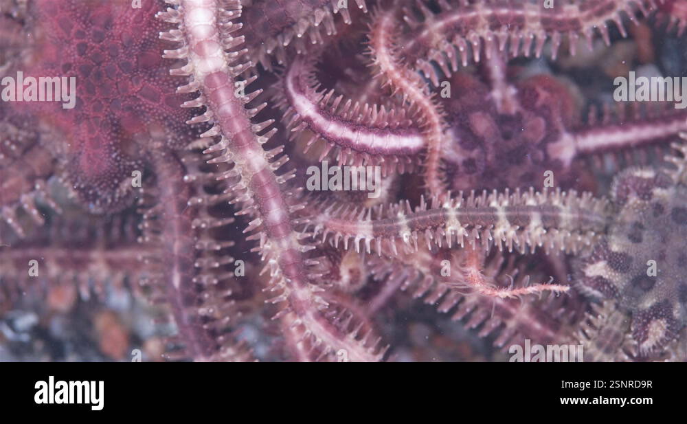 Colony Ophiura Ophiopholis aculeata, class Ophiuroidea close-up Stock ...