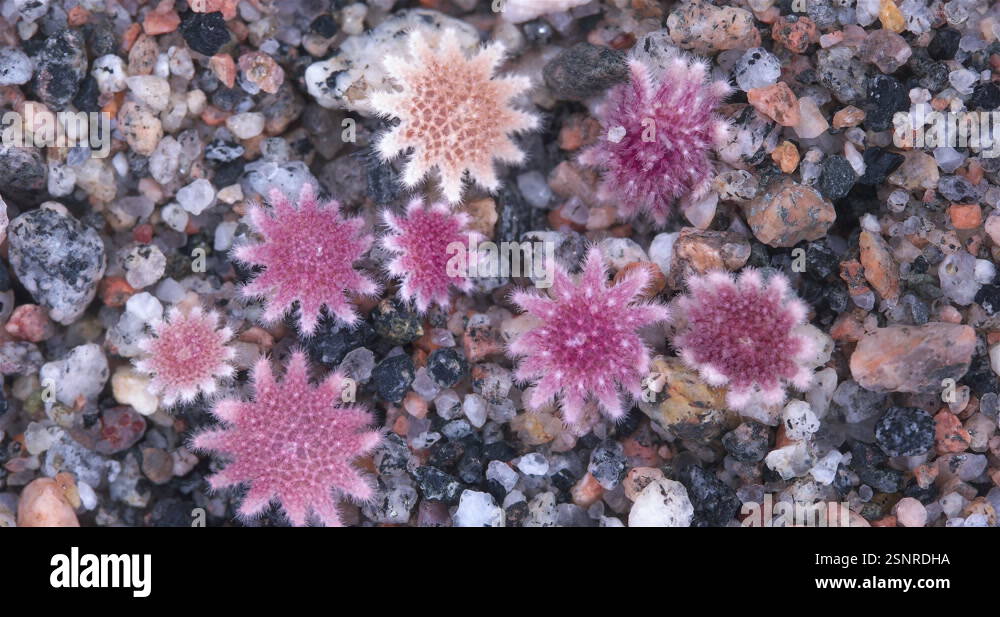 Young starfishs Crossaster papposus close up, Solasteridae family ...
