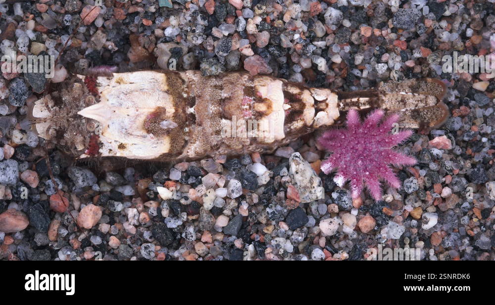 Young starfish Crossaster papposus close up, Solasteridae, phylum ...
