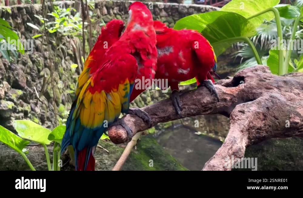 Macaws in the Aviary at Xcaret Park Stock Video Footage - Alamy