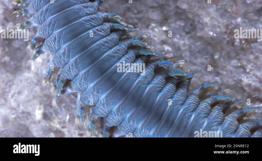 Worm Polychaeta Nereis virens Alitta virens from family Nereididae ...