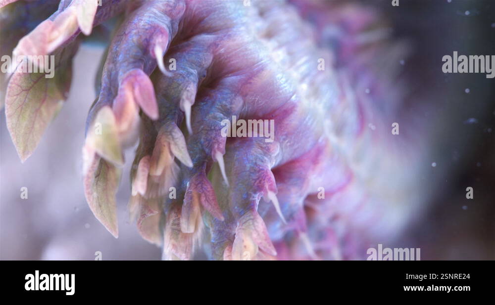 Epitoky form worm Polychaeta Nereis virens under microscope, family ...