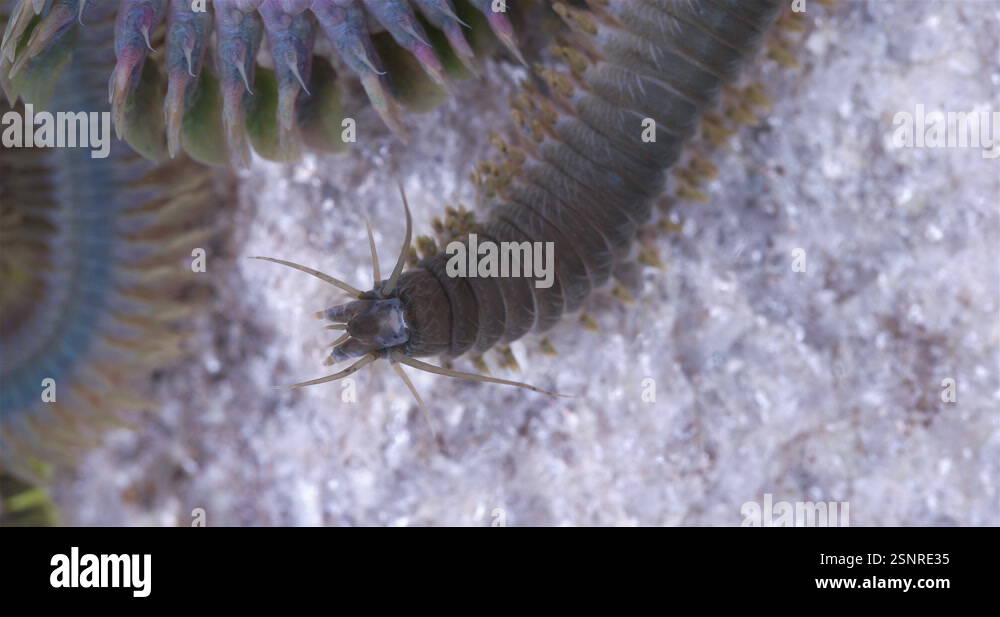 Worm Polychaeta Nereis virens Alitta virens from family Nereididae ...