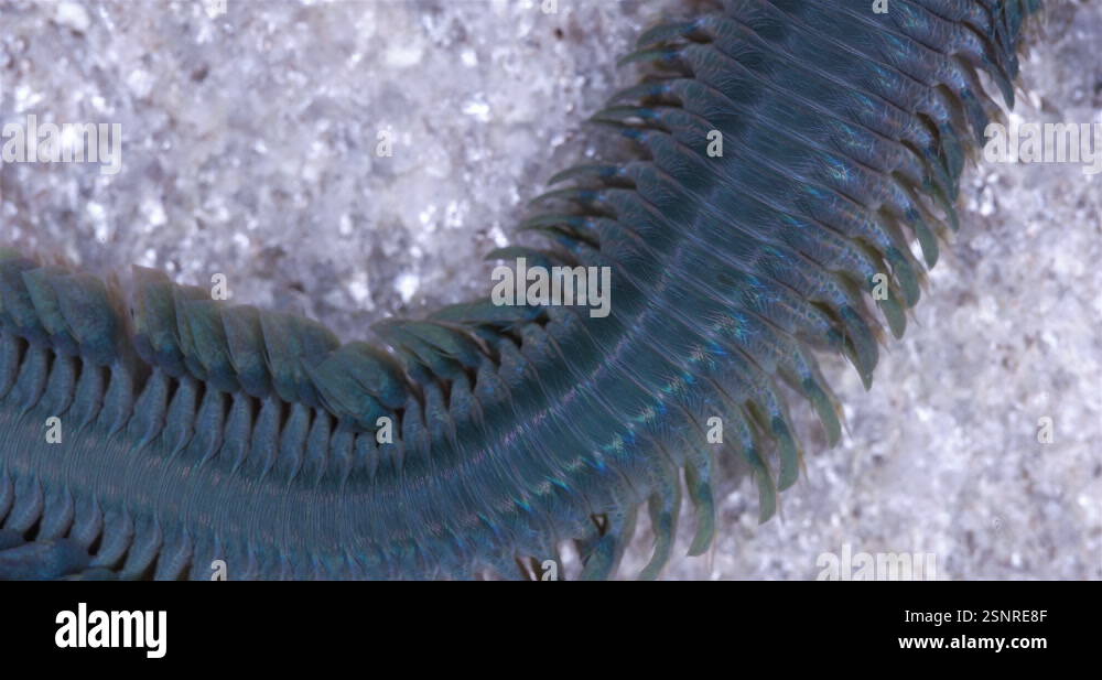 Epitoky form worm Polychaeta Nereis virens under microscope, family ...