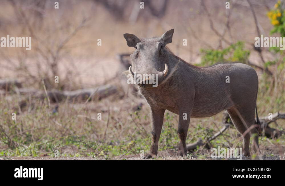 high frame rate clip of a wart hog running away at kruger Stock Video ...
