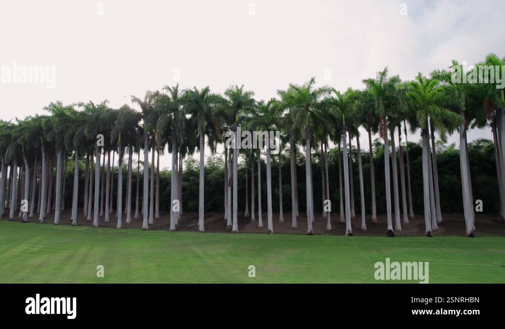 Rows of palm trees on the charming Papagayo peninsula showcase the ...