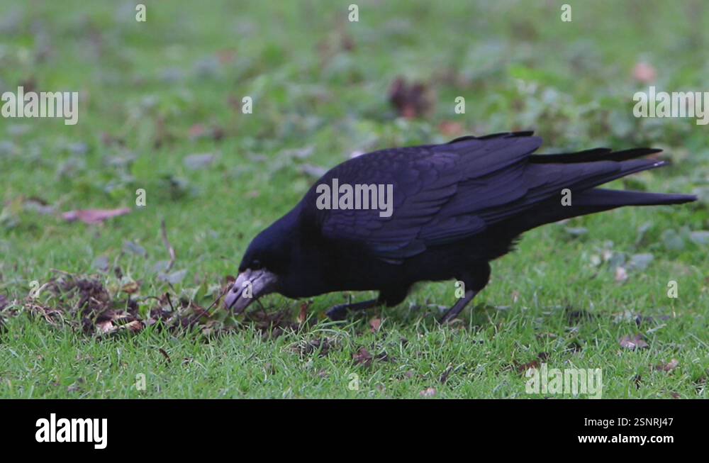 A Rook, Corvus frugilegus, a member of the Crow family, using its beak ...