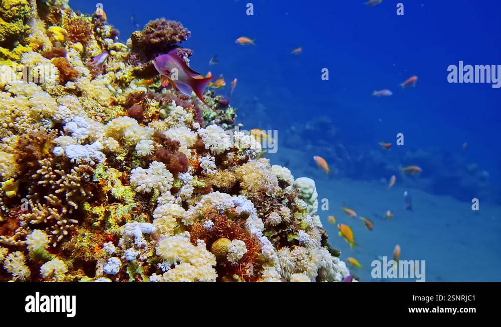 Beautiful underwater shot colorful fish Stock Videos & Footage - HD and ...