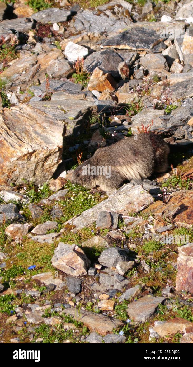 Active Alpine Marmot Exploring Grass, Rocks on Steep Mountain Terrain, Close Up Stock Video ...
