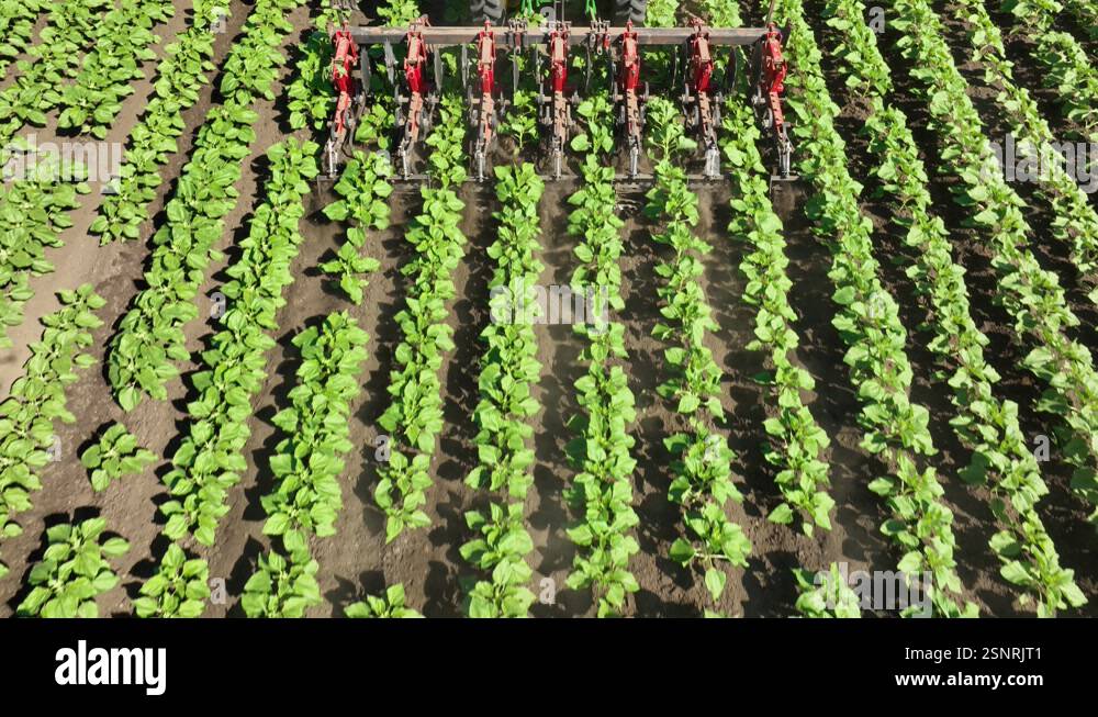 Tractor with a plow is cultivating a field of sunflowers. Row crop ...