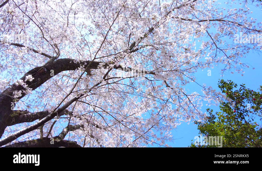 POV of Sakura, Cherry blossoms, in bloom in Japan with sun flare and ...