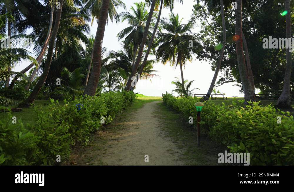 coconut farm land with leading walking trails at morning from flat ...