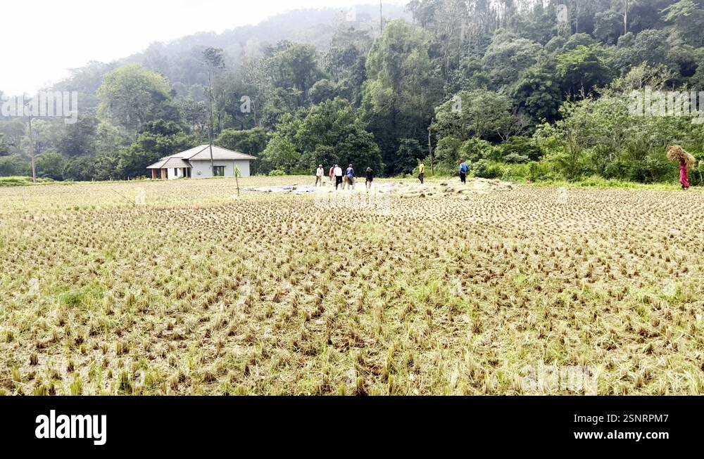 Traditional process of husking paddy in paddy fields Stock Video ...