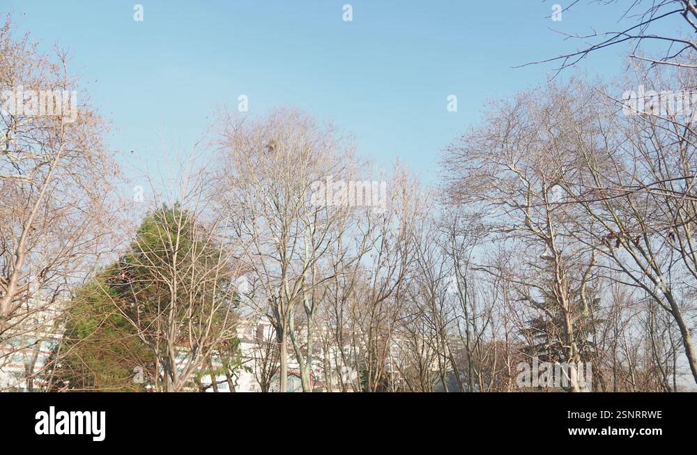 Branches of deciduous trees in the park in spring sunny weather Stock ...