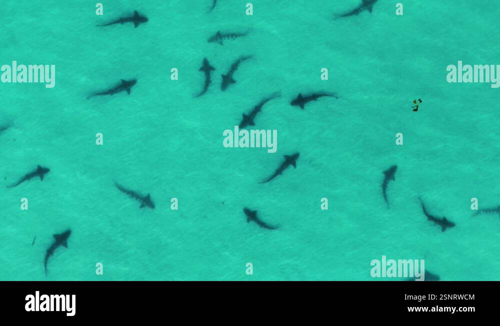 leopard sharks spawning in shallow water in December Stock Video ...