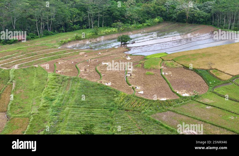 Cutting fields pattern Stock Videos & Footage - HD and 4K Video Clips ...