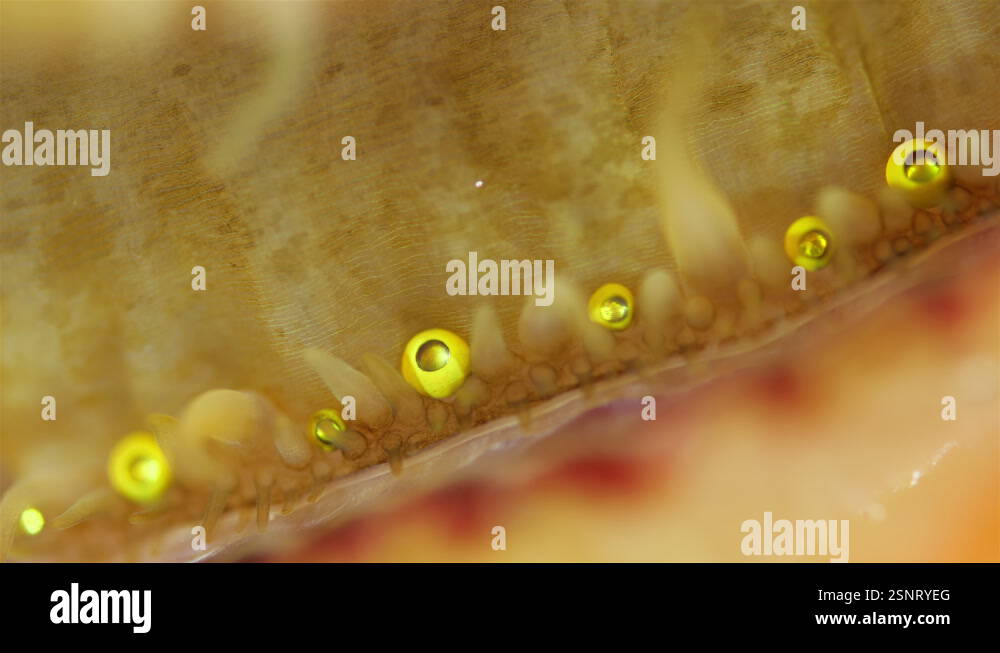 Mollusca Chlamys islandica, family Pectinidae under a microscope ...