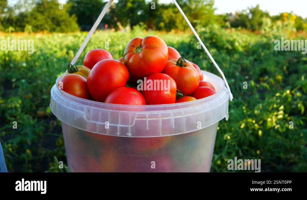Background with red bucket Stock Videos & Footage - HD and 4K Video ...
