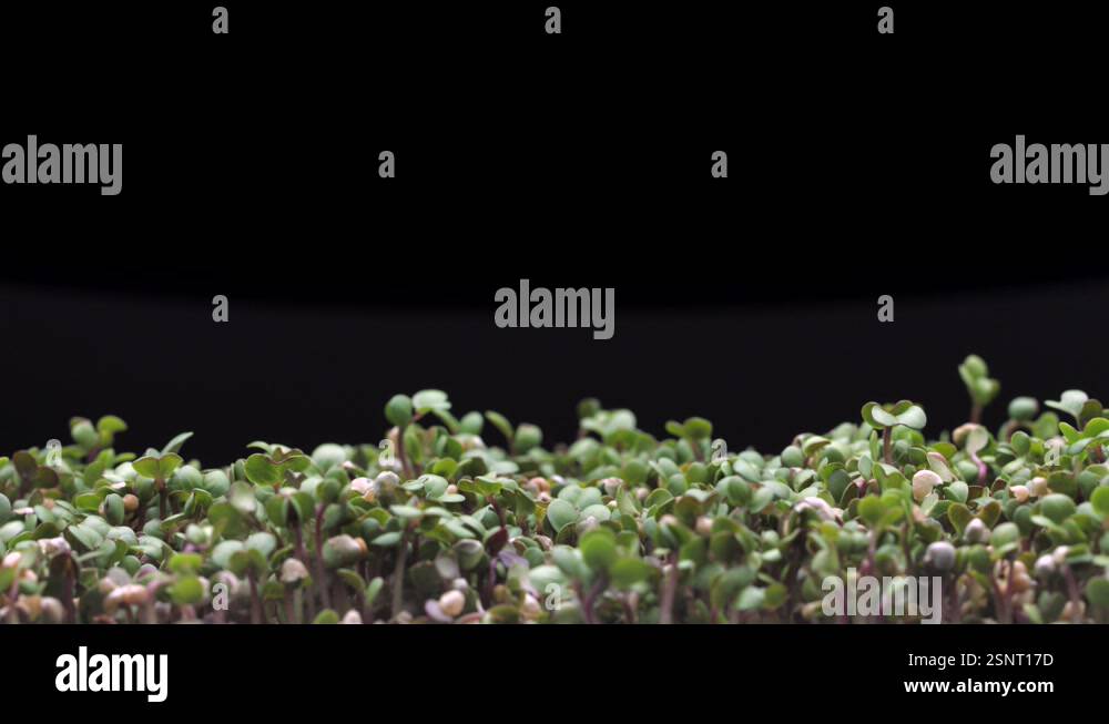 Seeds growing process, time lapse of mustard seeds, growing up sprouts ...