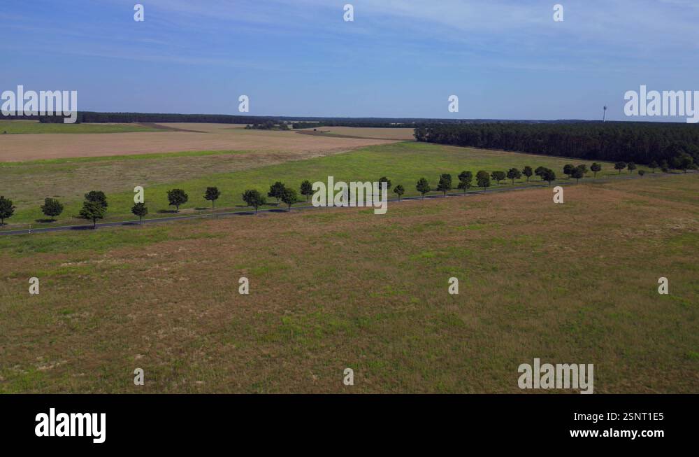 rows of trees at asphalt road, vast fields. Best aerial view flight ...