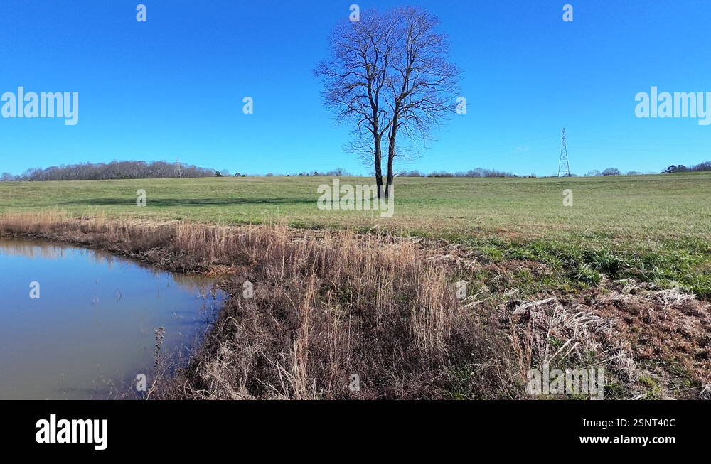 Low Level Flight Over Tall Grass At A Pond Towards A Tree Stock Video ...