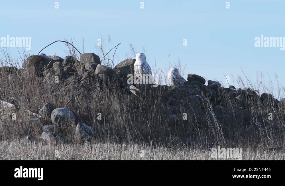 Two snowy owls (Bubo scandiacus) wintering on windy rock pile Stock ...