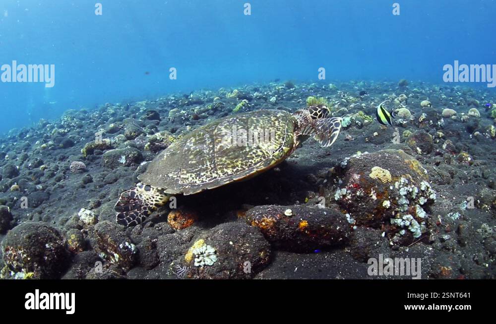 Hawksbill Turtle on black volcanic sand at a coral reef in Bali Stock ...