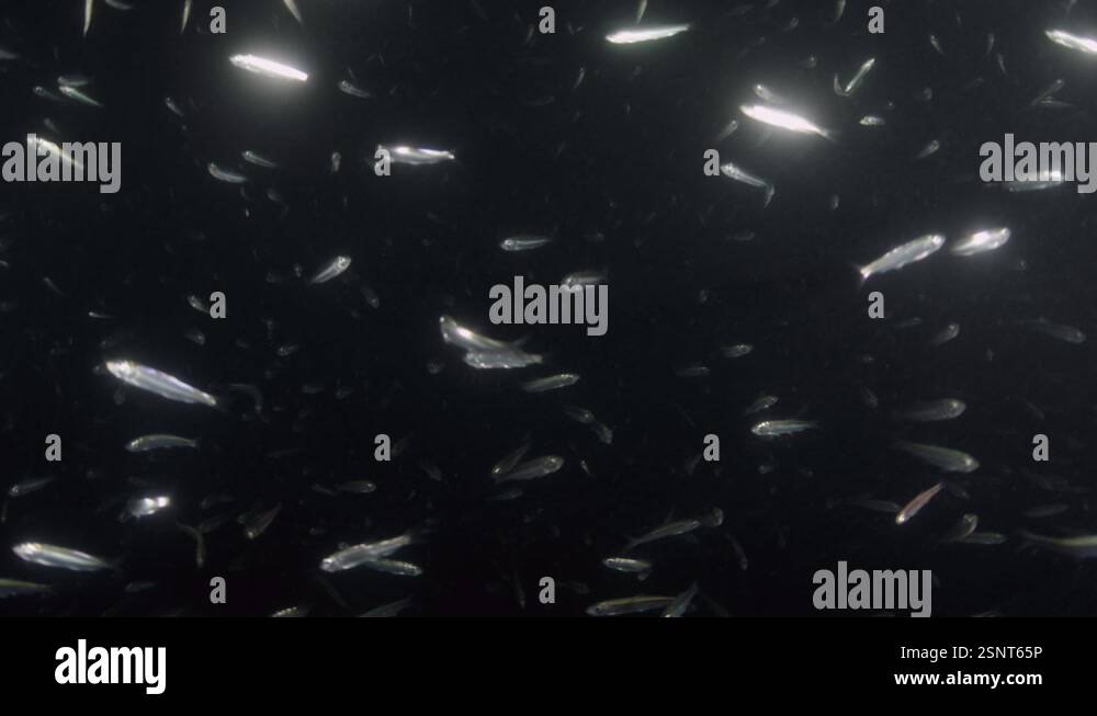 Pacific Herring in shallow waters in the Pacific Northwest in Canada ...