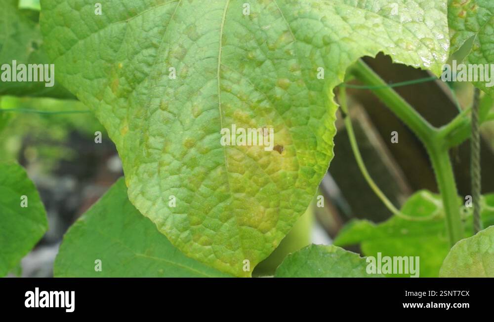 Damage to cucumber leaves in open ground due to improper care Stock ...
