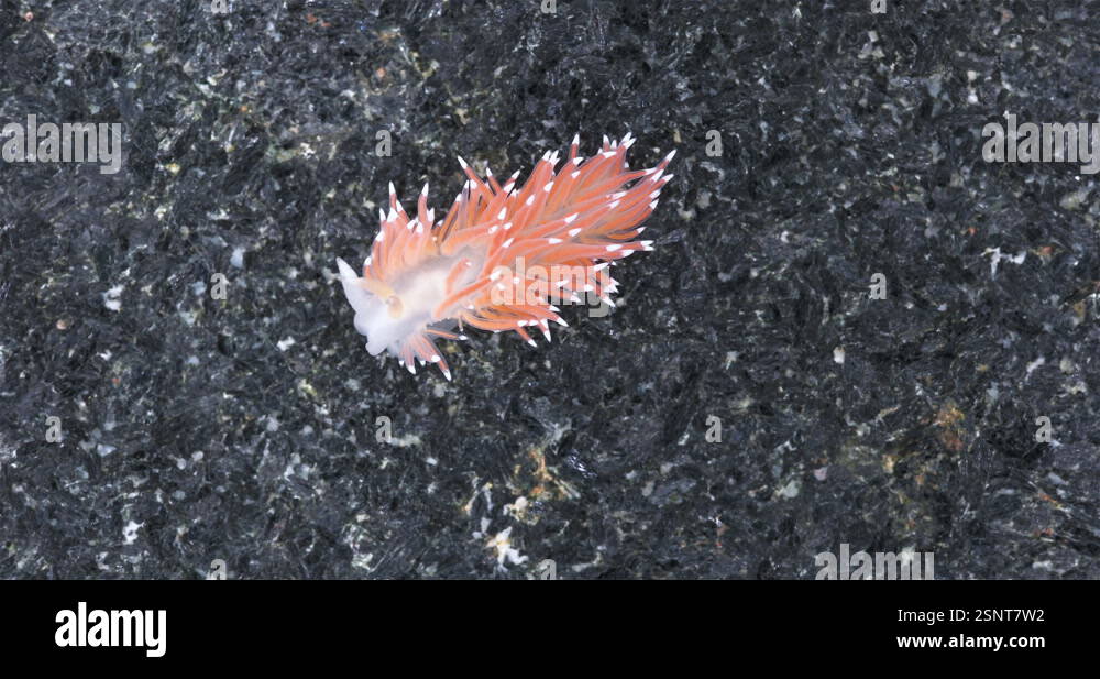 Sea slug Chlamylla intermedia close up, order Nudibranchia, Mollusca ...