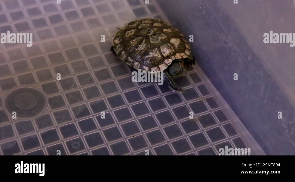 Cute and very tiny baby turtles in the tub Stock Video Footage - Alamy