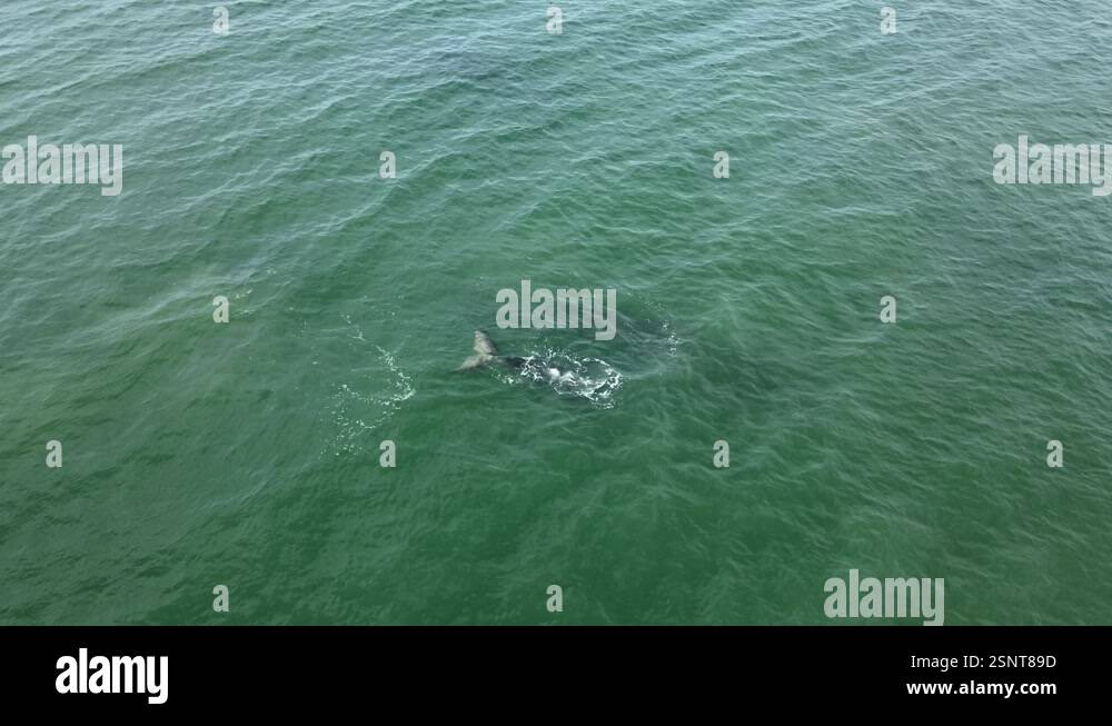 The humpback whale (Megaptera novaeangliae) On The Pacific Ocean Near ...
