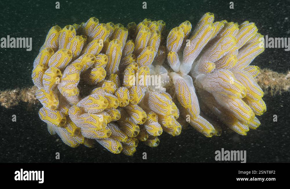 A marine scientist scuba diving deep below the ocean lights a vibrant ...