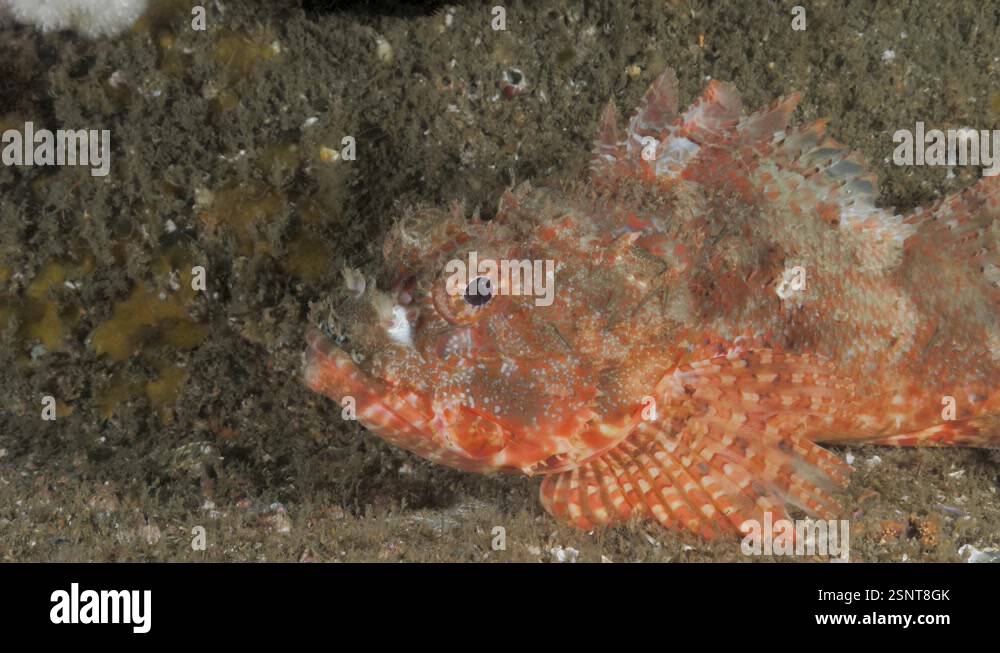 Deep sea colorful fish species resting on a the bottom of the ocean lit ...