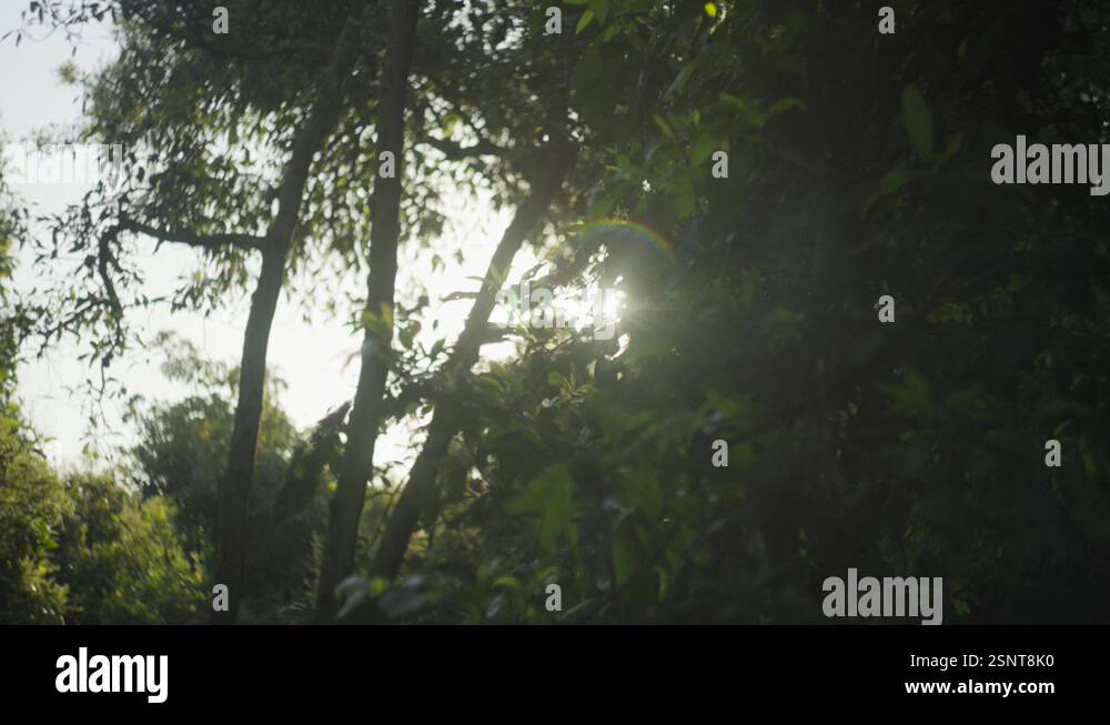 SLOW MOTION : REVEAL SHOT OF THE SUN THROUGH AVOCADO TREES IN URUAPAN ...