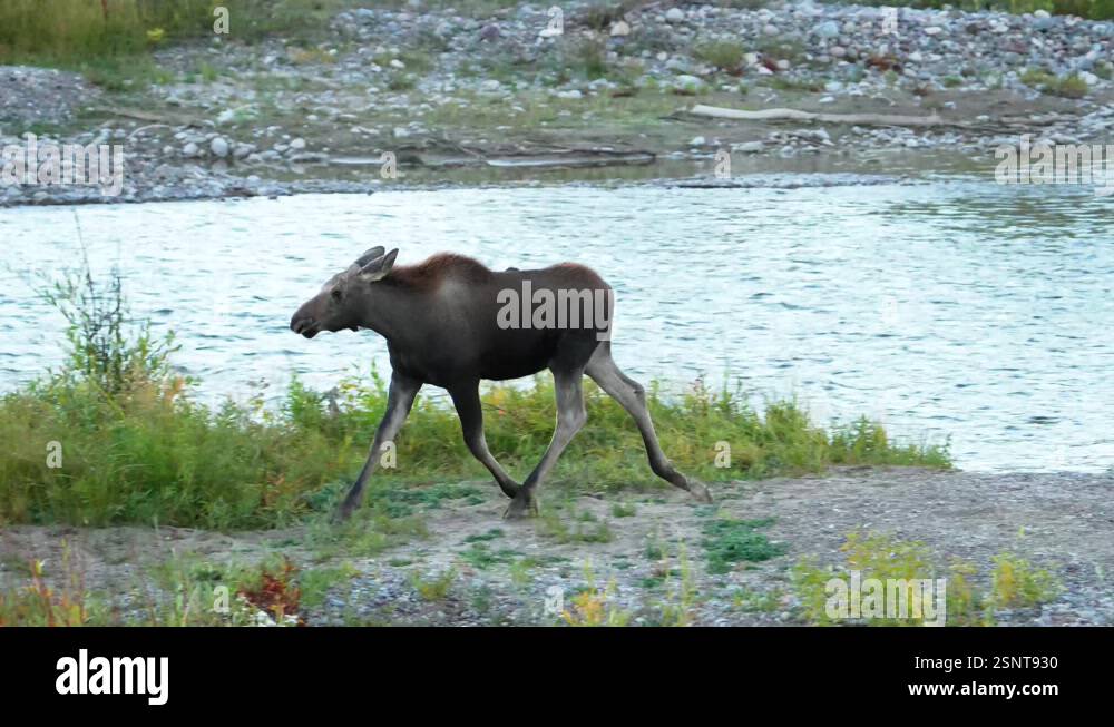 Moose calf running along river bank in Grand Teton National Park Stock ...