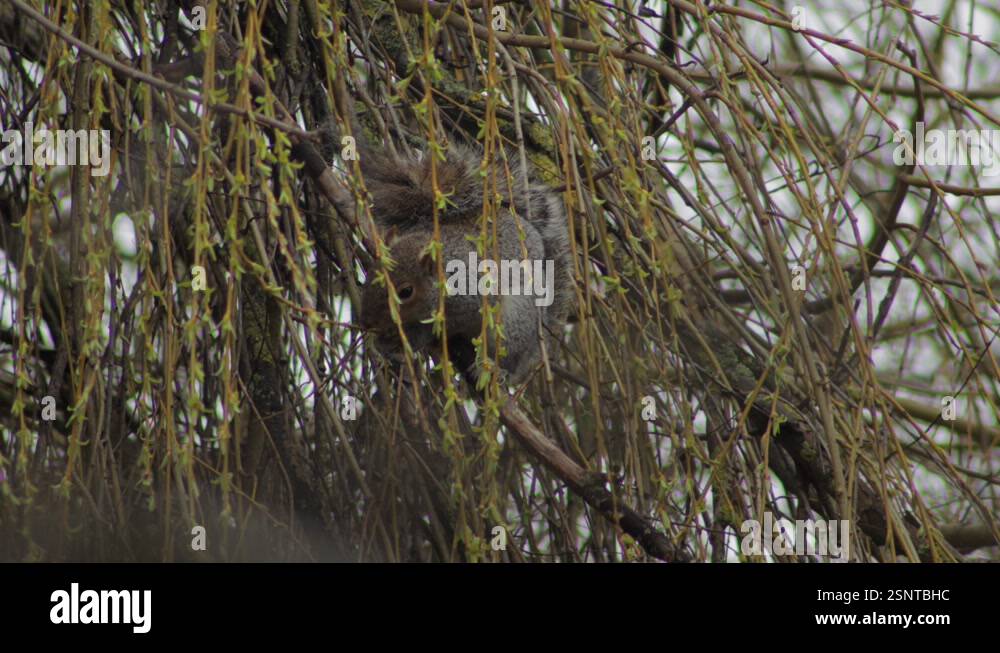 Grey Squirrel Close Up Sat In Willow Tree Eating New Leaves Buds From ...